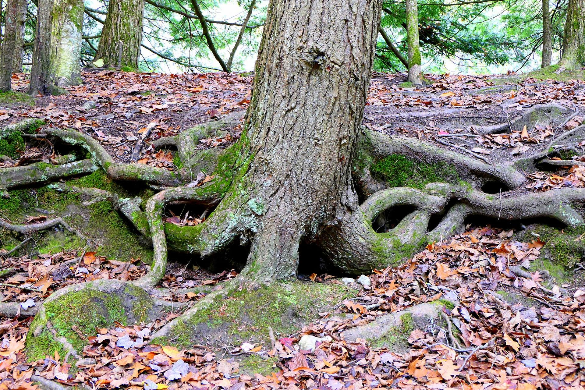 Getting Grounded Workshop | Closer to Center